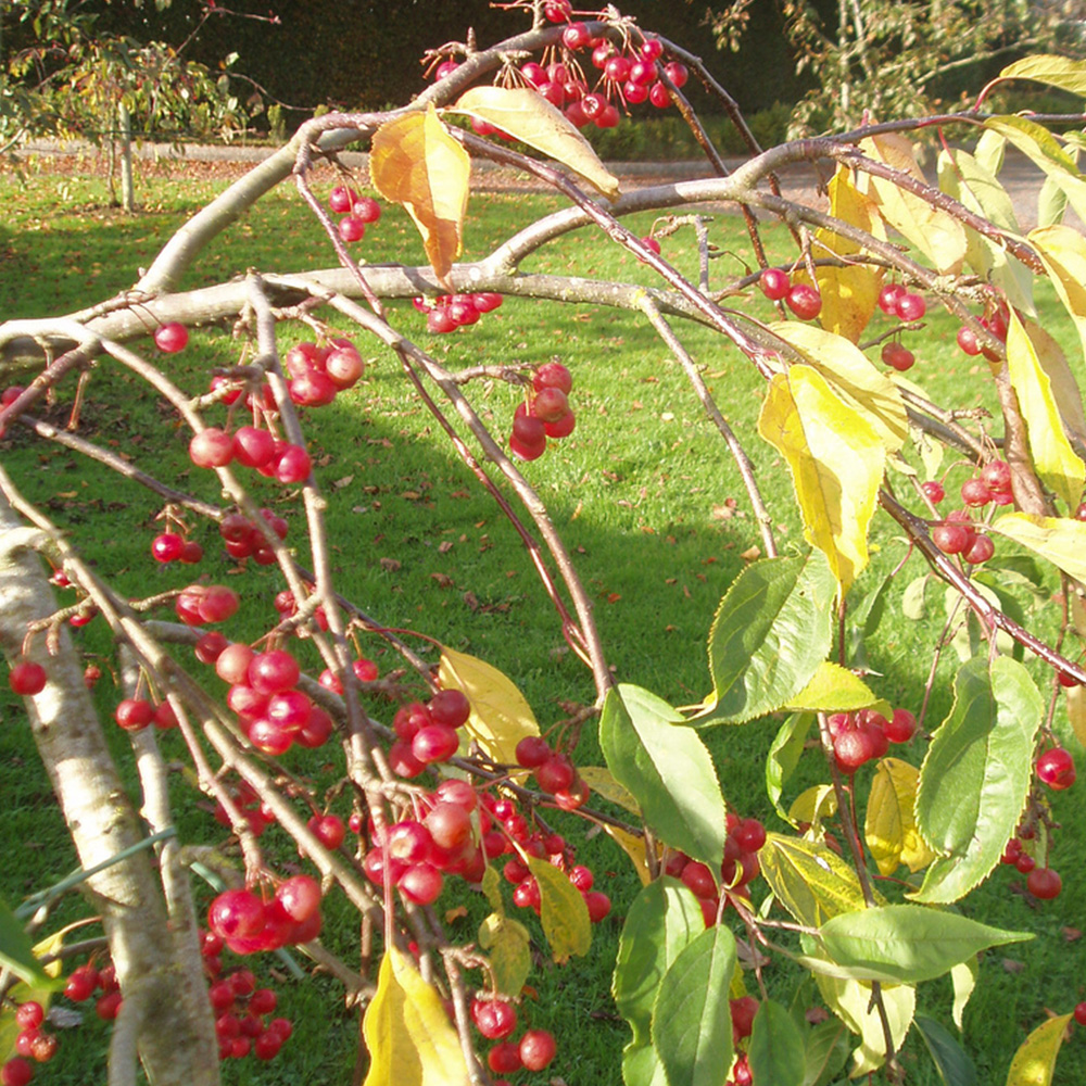 Malus Sun Rival | Weeping Crab Apple | Ornamental Garden Tree | 5-6ft ...