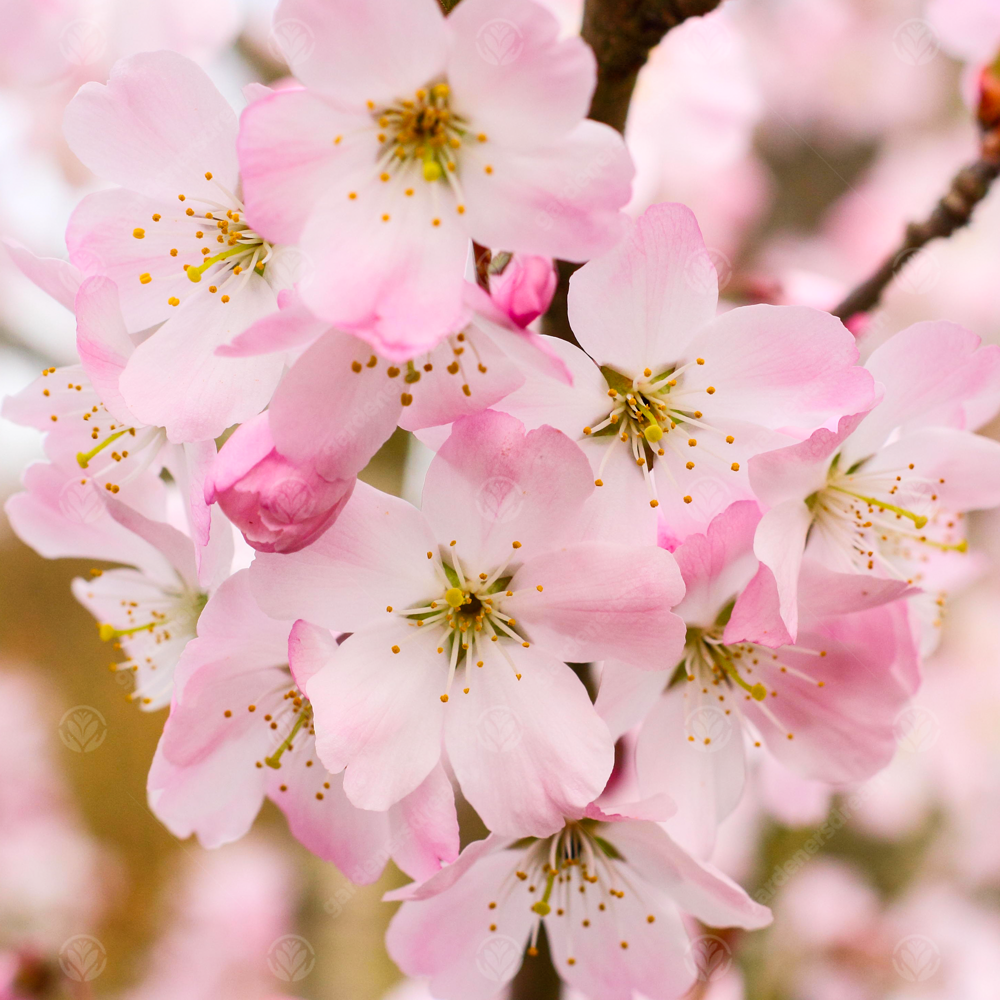 Prunus Pandora | Flowering Cherry | Ornamental Garden Tree | 5-6ft ...