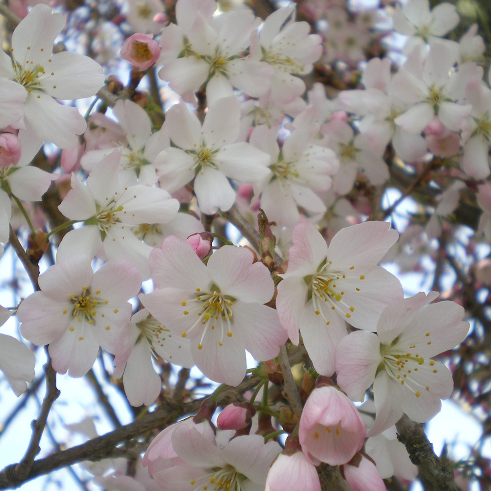 Prunus Pandora | Flowering Cherry | Ornamental Garden Tree | 5-6ft ...