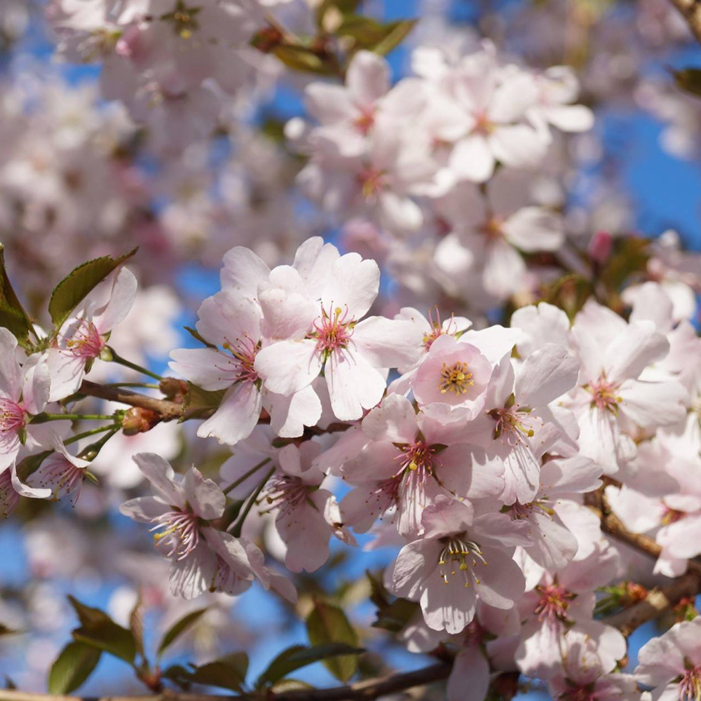 Prunus Pandora | Flowering Cherry | Ornamental Garden Tree | 5-6ft ...