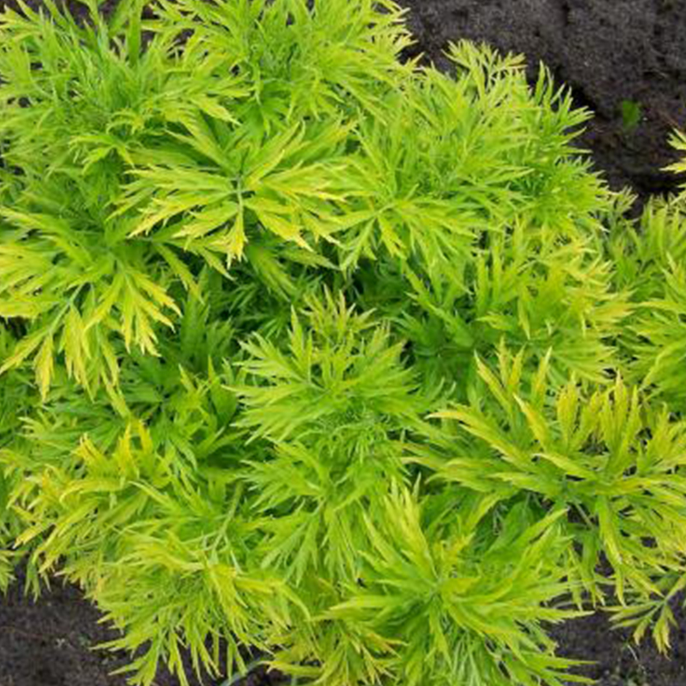 Sambucus nigra Golden Tower | Golden Elder | Ornamental Garden Tree | 5 ...
