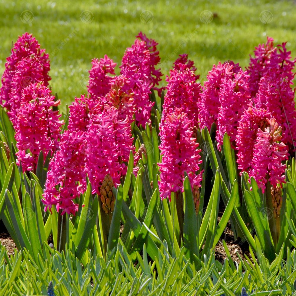 Hyacinth Jan Bos Indoor Early Spring Flowering Garden Bulbs Indoor ...