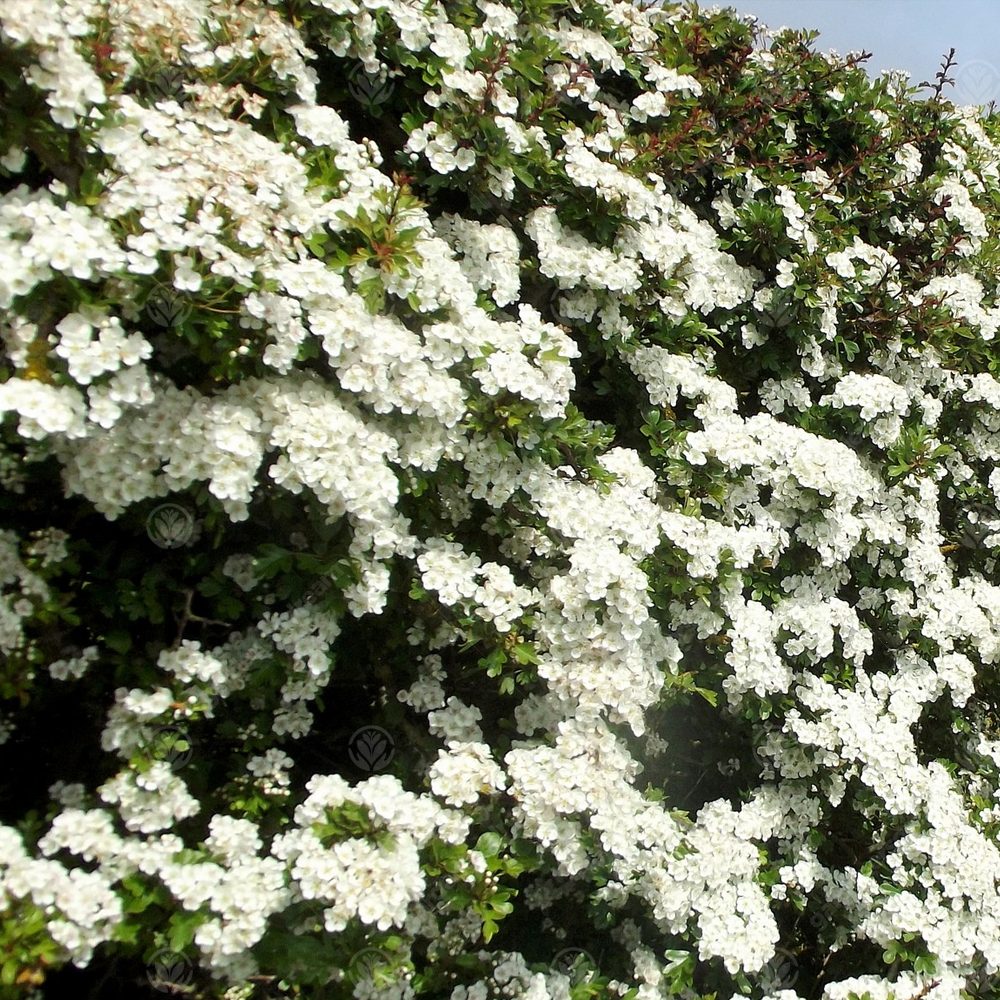 Crataegus monogyna 'Hawthorn' Bare Root Hedge Green Hedging Tree Plants ...
