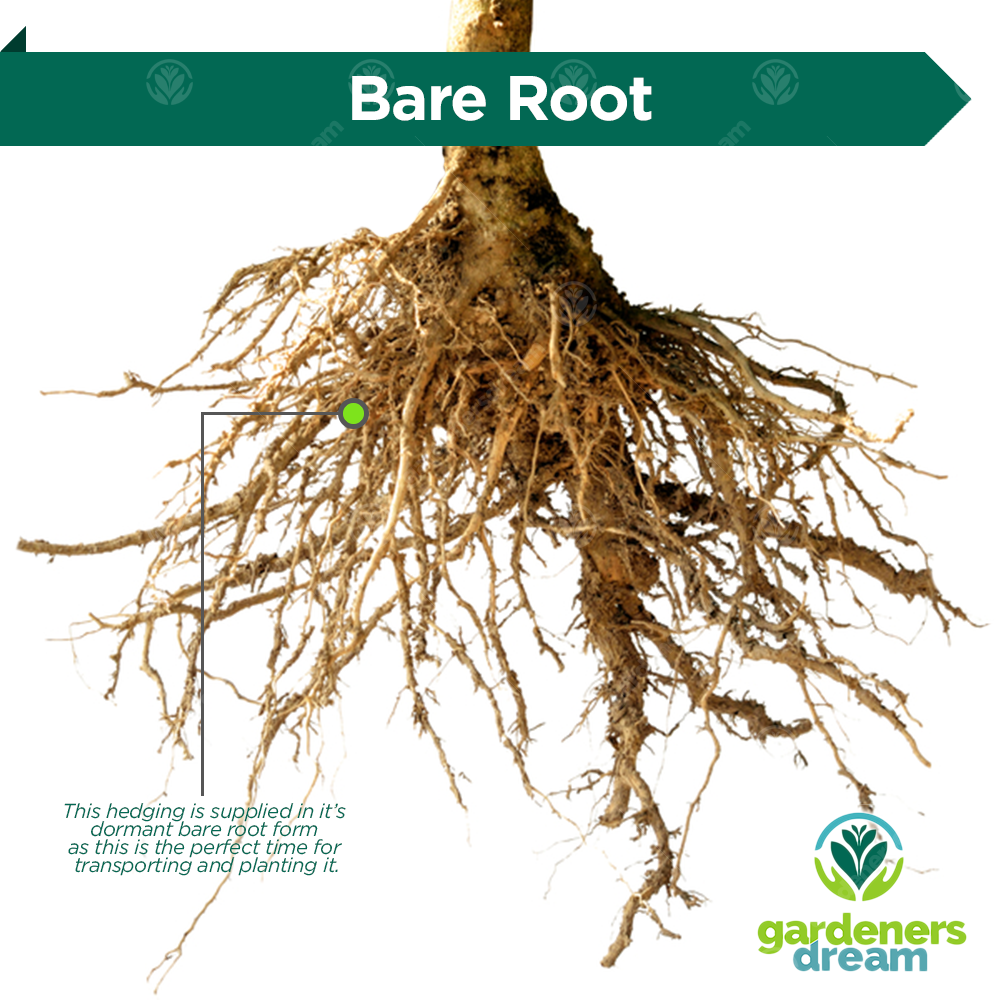 Corylus avellana 'Hazel' Bare Root Hedge Green Hedging Tree Plants | eBay
