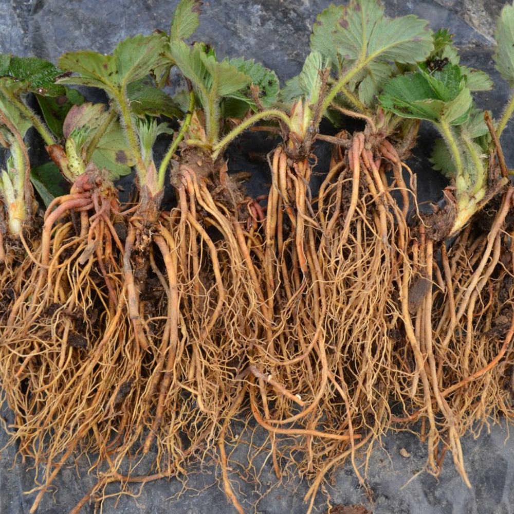 Strawberry 'Red Gauntlet' Hardy Mid Season Bare Root Garden Fruit ...