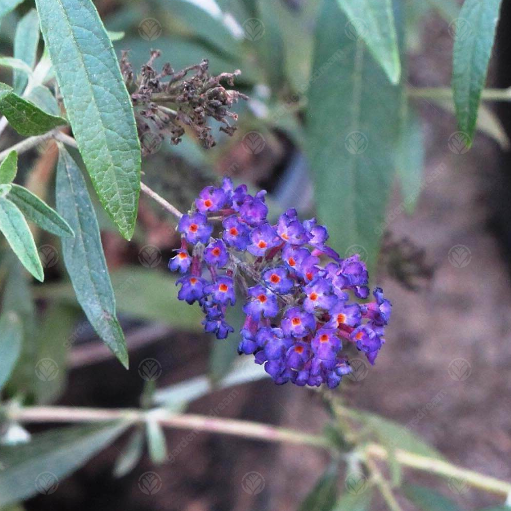 Buddleia davidii 'Black Knight' Butterfly Bush Deciduous Hardy Shrub ...