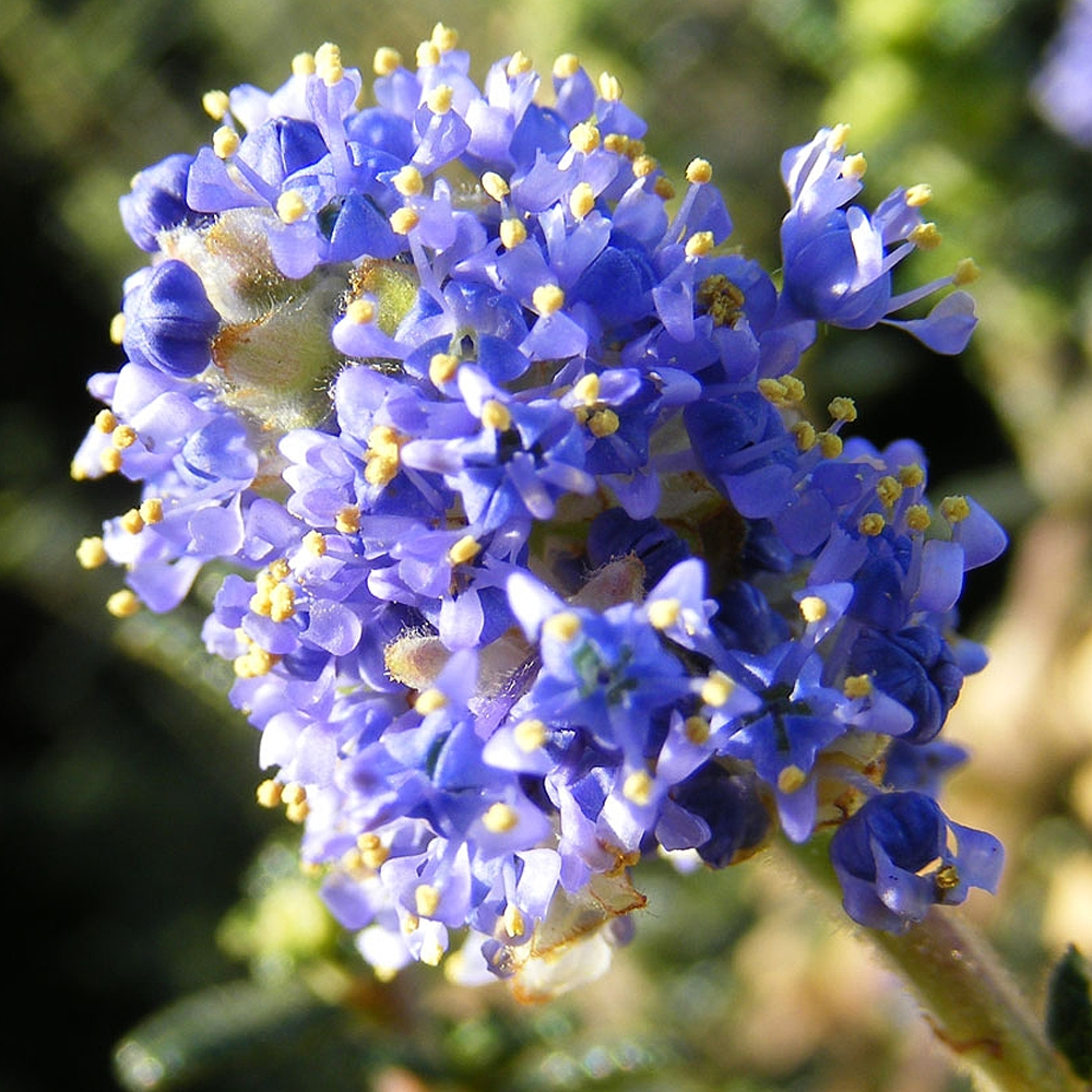 Ceanothus 'Puget Blue' Californian Lilac Evergreen Plant Garden Shrub ...