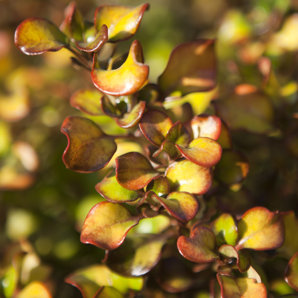 Coprosma repens 'Pina Colada' Colourful Evergreen Bush Garden Shrub ...