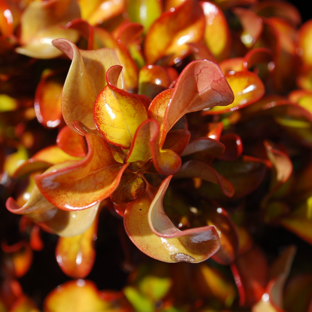 Coprosma repens 'Pina Colada' Colourful Evergreen Bush Garden Shrub ...
