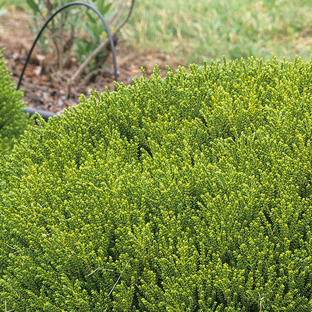 Hebe 'Emerald Green' Evergreen Dwarf Plant Garden Shrub | 9cm Pot | eBay