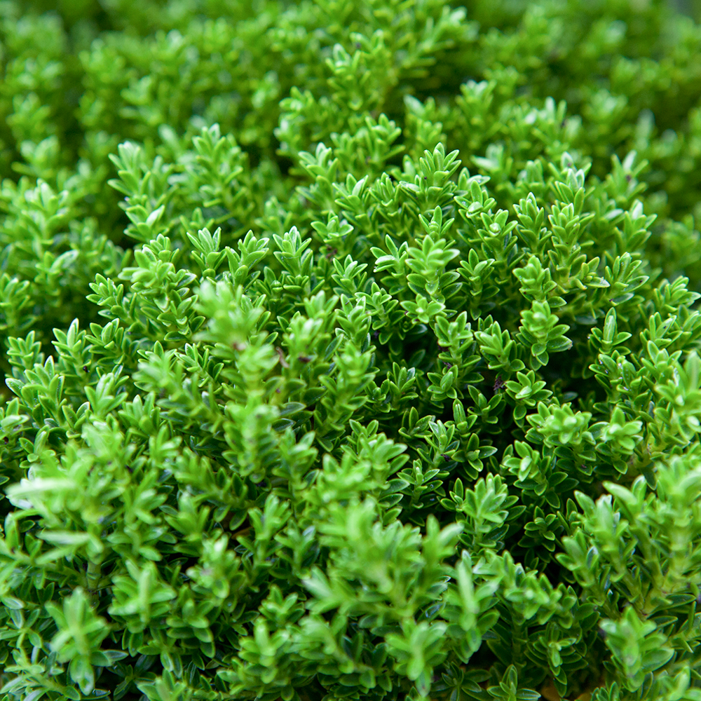 Hebe 'Emerald Green' Evergreen Dwarf Plant Garden Shrub | 9cm Pot | eBay