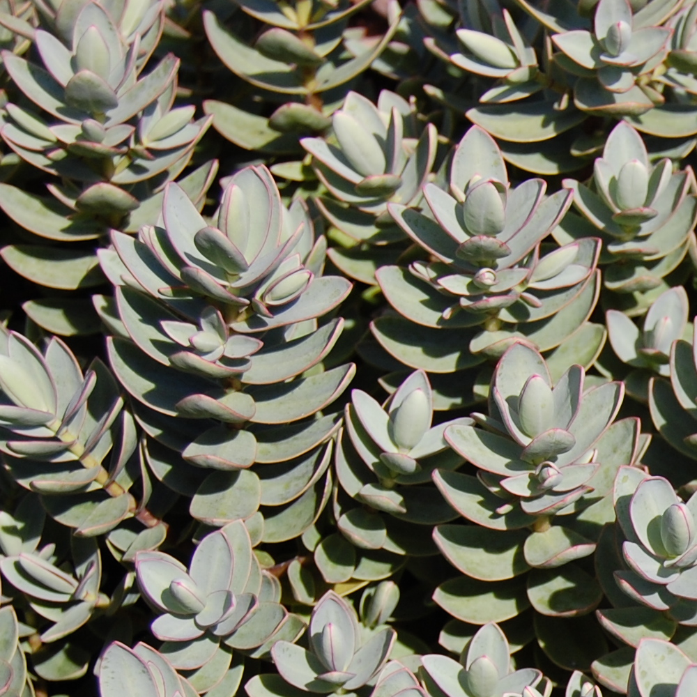 Hebe 'Red Edge' Hardy Evergreen Flowering Plant Garden Shrub | 9cm Pot ...