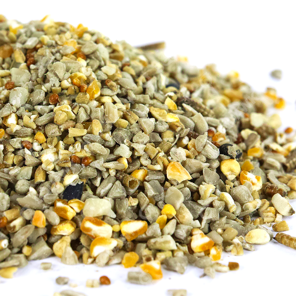 SQUAWK Robin & Songbird Food - Premium Grade Wild Bird Seed Mix For ...