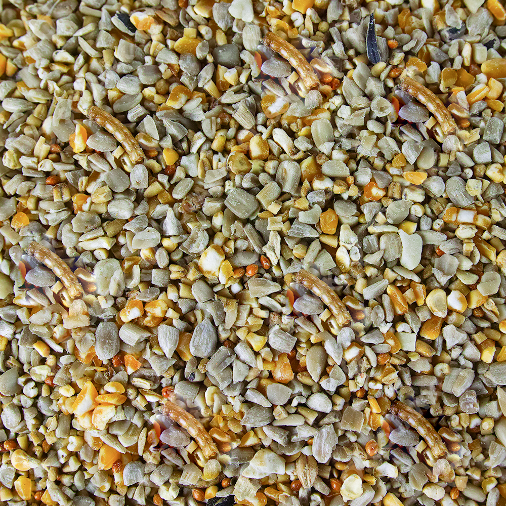 SQUAWK Robin & Songbird Food - Premium Grade Wild Bird Seed Mix For ...