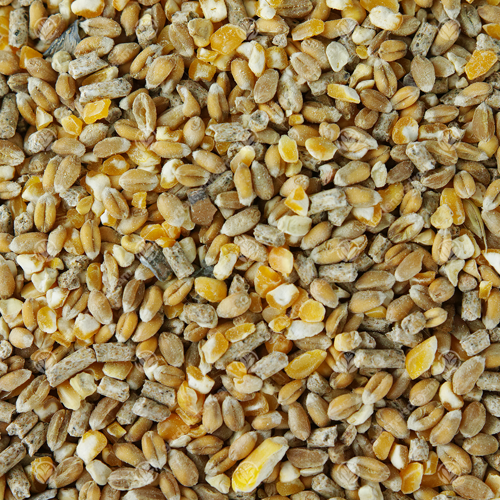 GardenersDream Chicken Corn Extra - Free Range Food with Oyster Shell ...