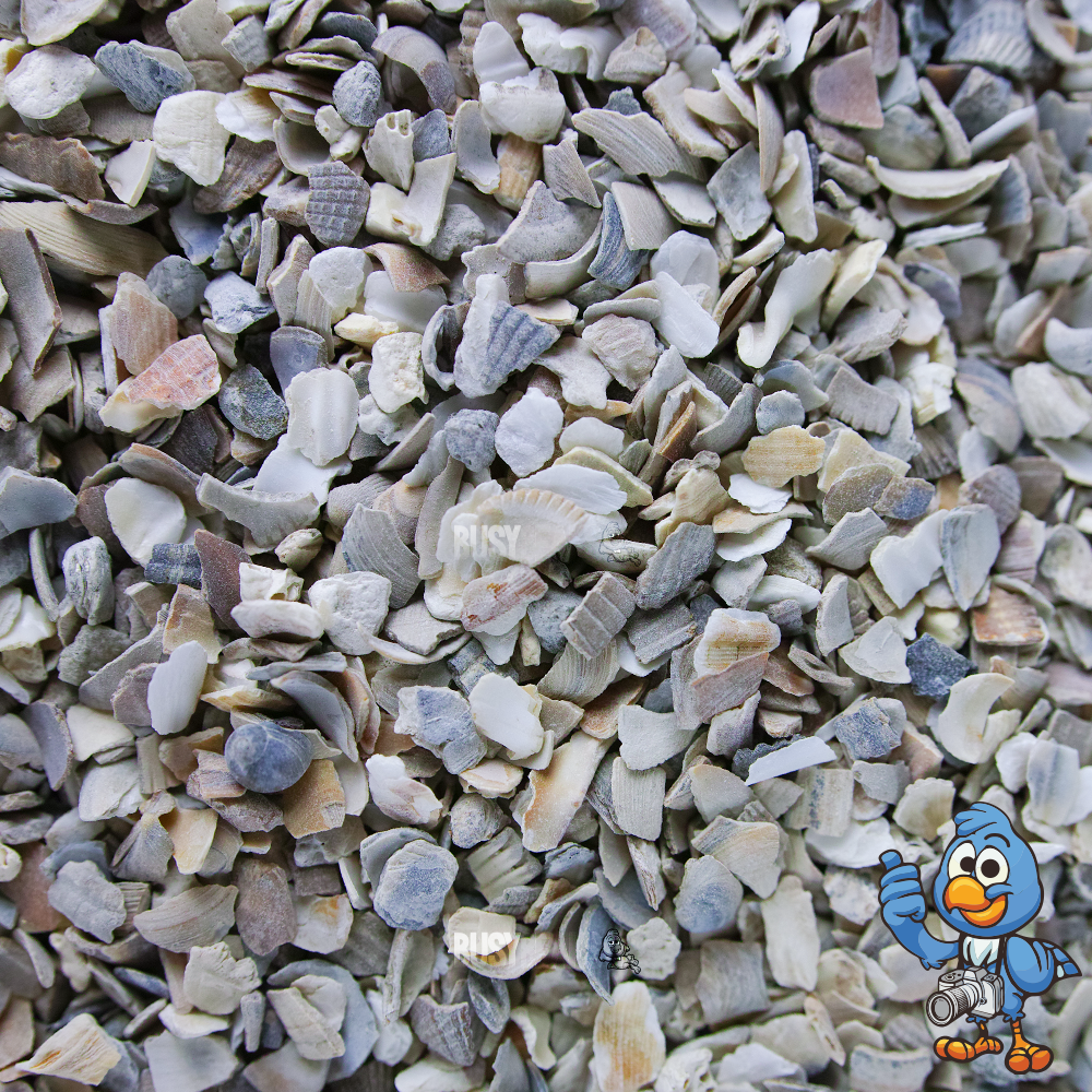 BusyBeaks Hen Sized Oyster Shell - Premium Grade High In Calcium ...