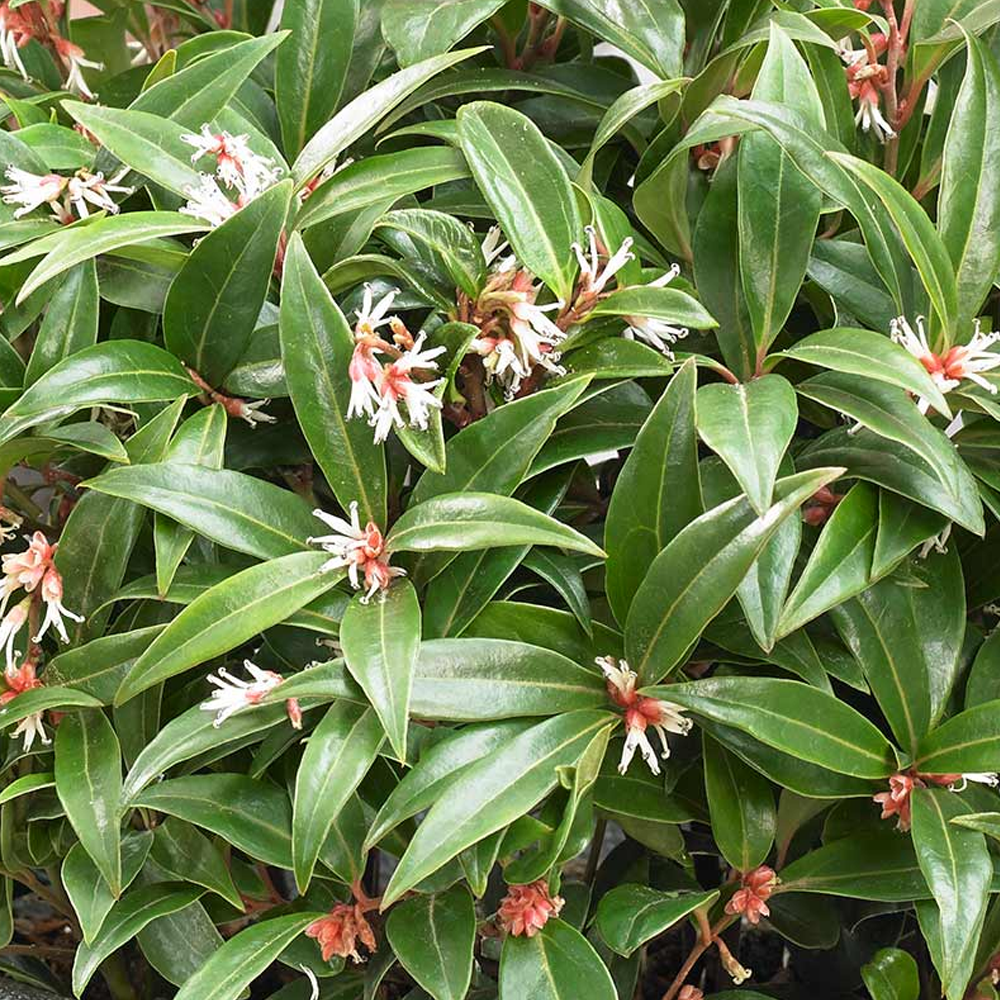 Sarcococca hookeriana 'Winter Gem' Evergreen Hardy Garden Shrub Plant ...