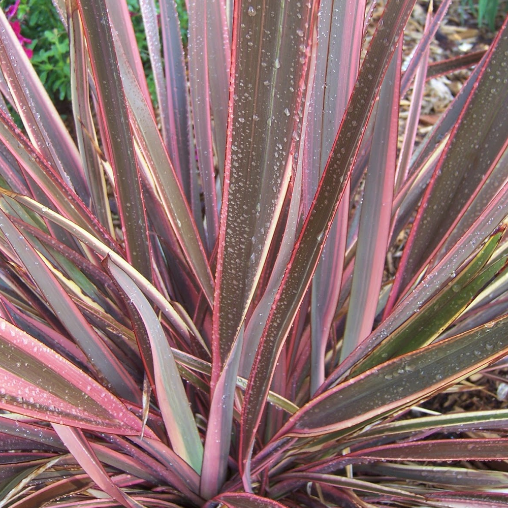 Phormium tenax 'Sundowner' Evergreen Hardy Compact Garden Shrub Plant ...