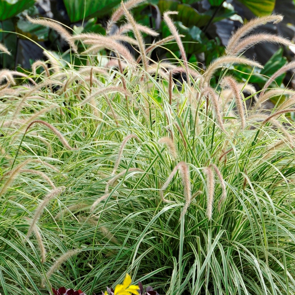 Pennisetum setaceum 'Sky Rocket' Hardy Annual Grass Compact Shrub | 9cm ...