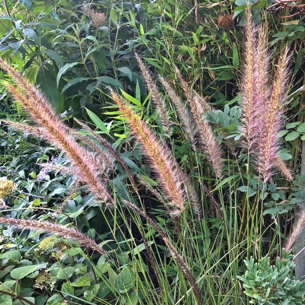 Pennisetum setaceum 'Sky Rocket' Hardy Annual Grass Compact Shrub | 9cm ...