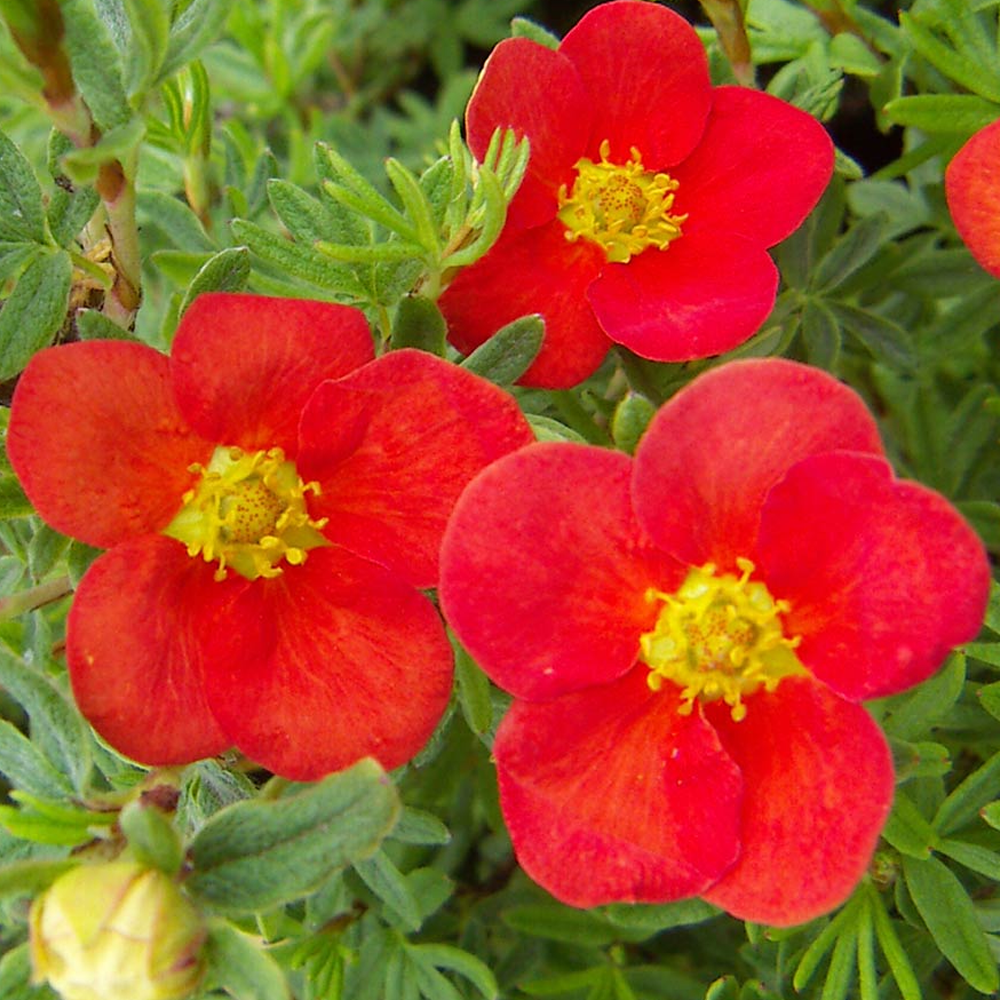 Potentilla fruiticosa 'Red Ace' Deciduous Hardy Compact Garden Shrub ...