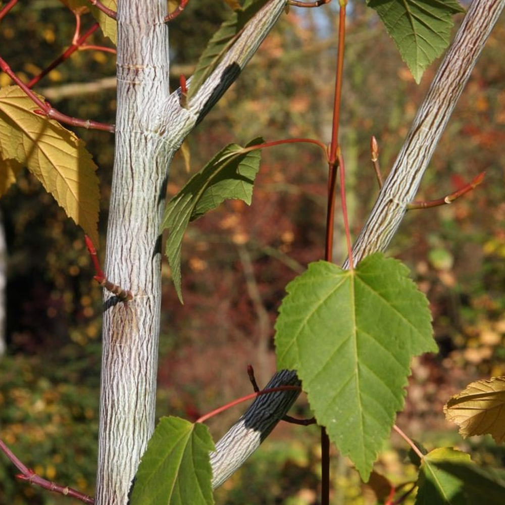 Acer davidii 'Viper' Tree | Snake Bark Maple Tree | Ornamental Tree | 5 ...