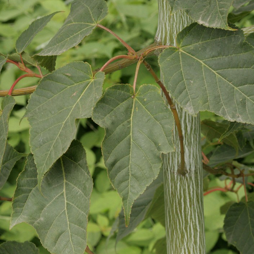 Acer davidii 'Viper' Tree | Snake Bark Maple Tree | Ornamental Tree | 5 ...