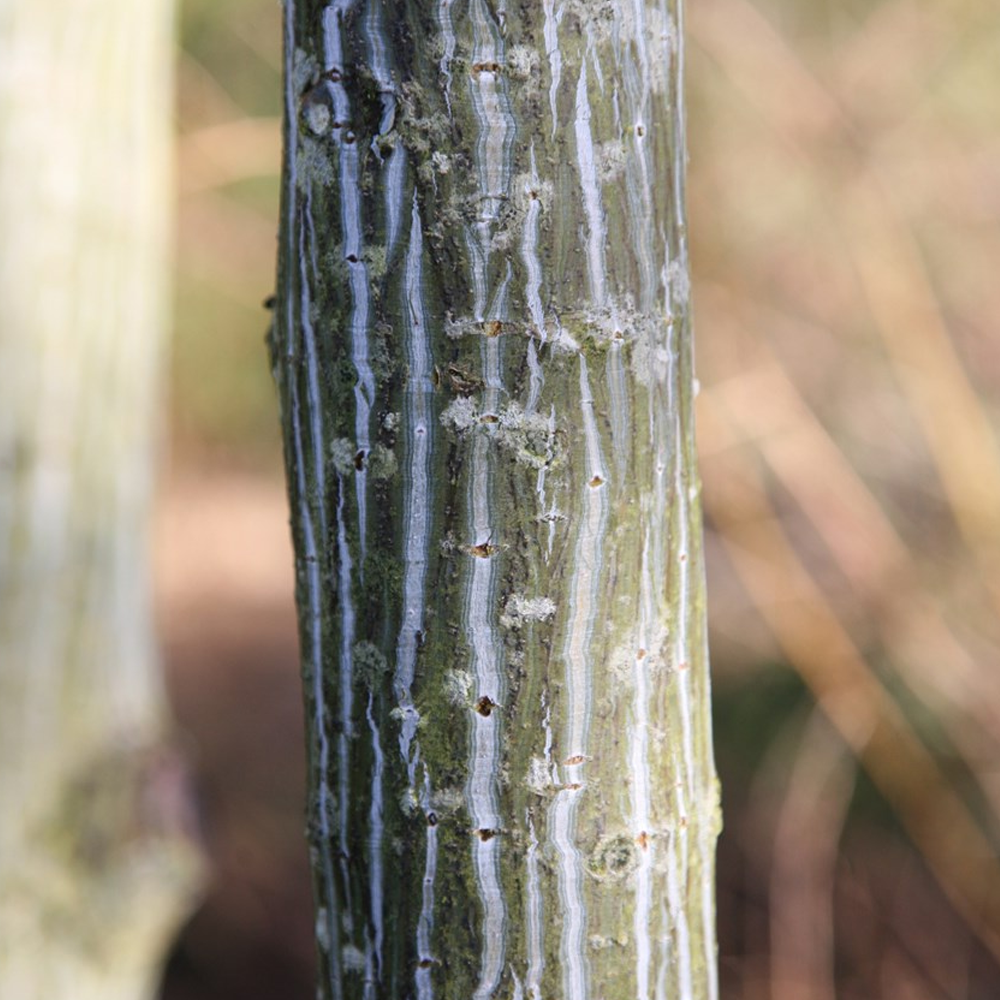 Acer davidii 'Viper' Tree | Snake Bark Maple Tree | Ornamental Tree | 5 ...