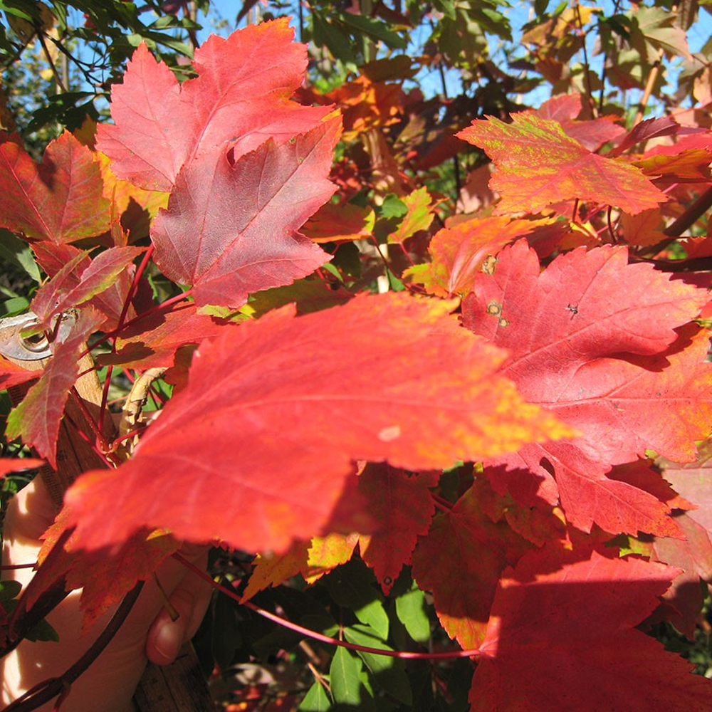 Acer rubrum 'Summer Red' | Red Maple Tree | Ornamental Tree | 5-6ft | eBay