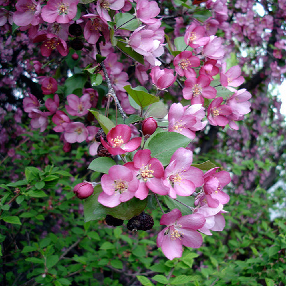 Malus 'Direktoer Moerland'|Improved Profusion Crab Apple|Ornamental ...