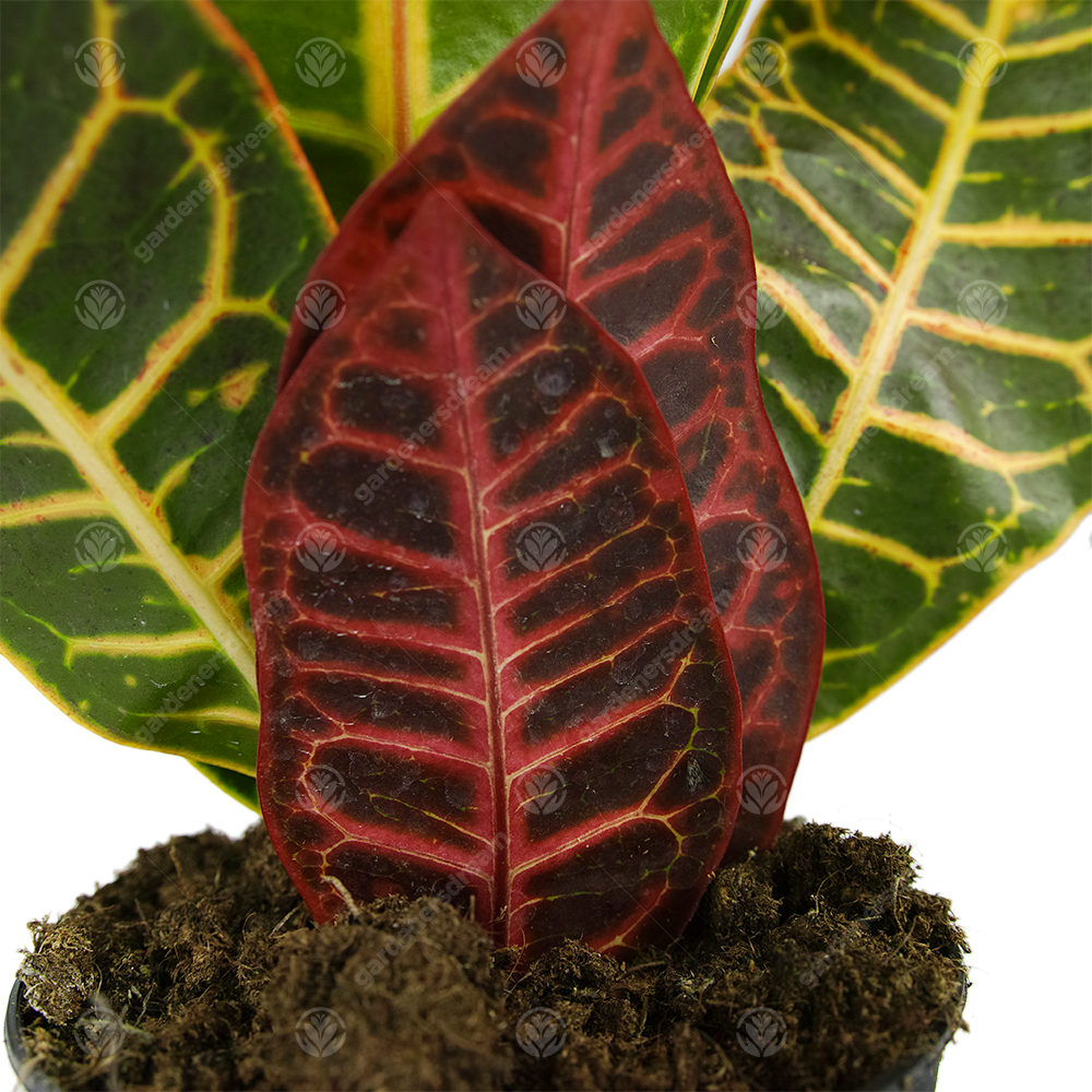 Codiaeum variegatum Petra Croton Live Indoor Decorative Houseplant in 13cm Pot | eBay