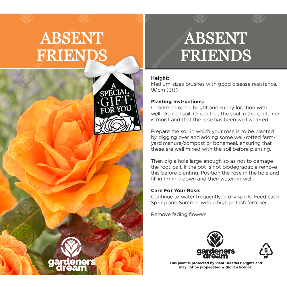 Absent Friend Rose - Absent Friend Gift - Live Rose Bush Plant | eBay