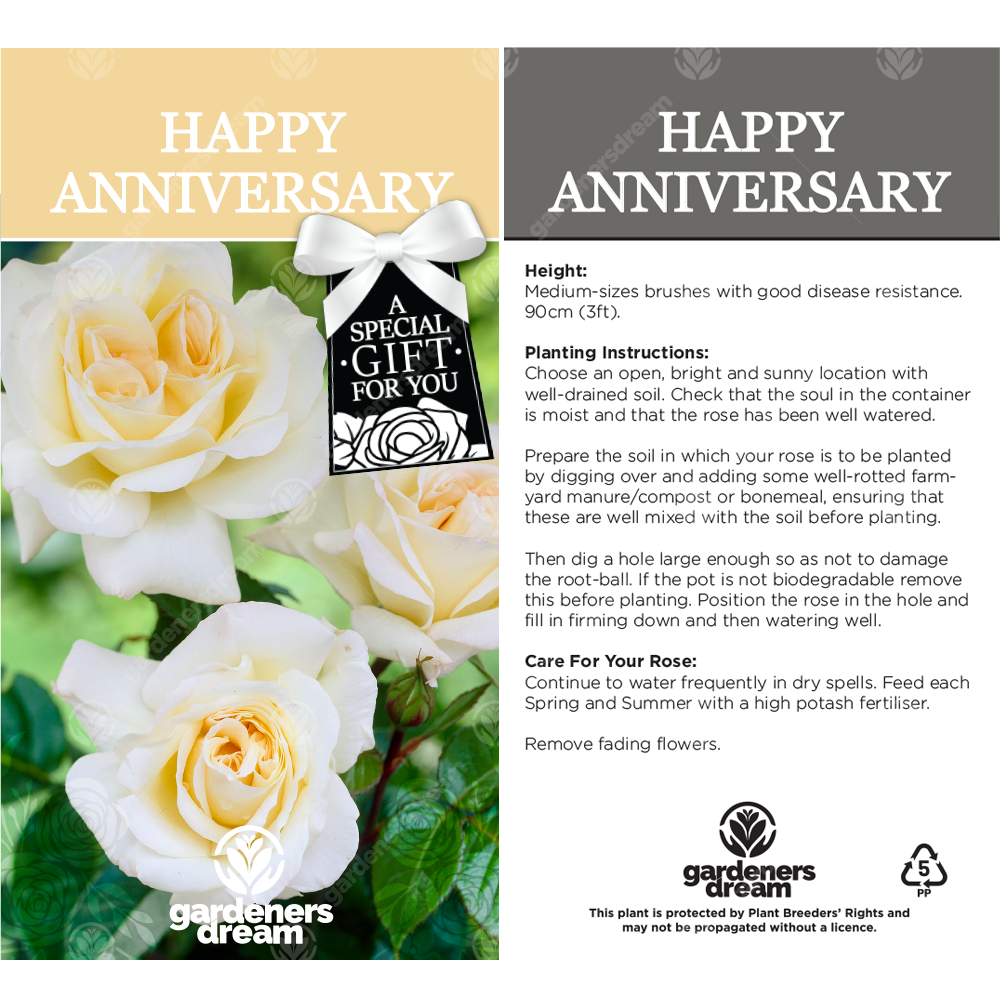 Happy Anniversary Rose - Wedding Anniversary Gift - Live Rose Bush ...