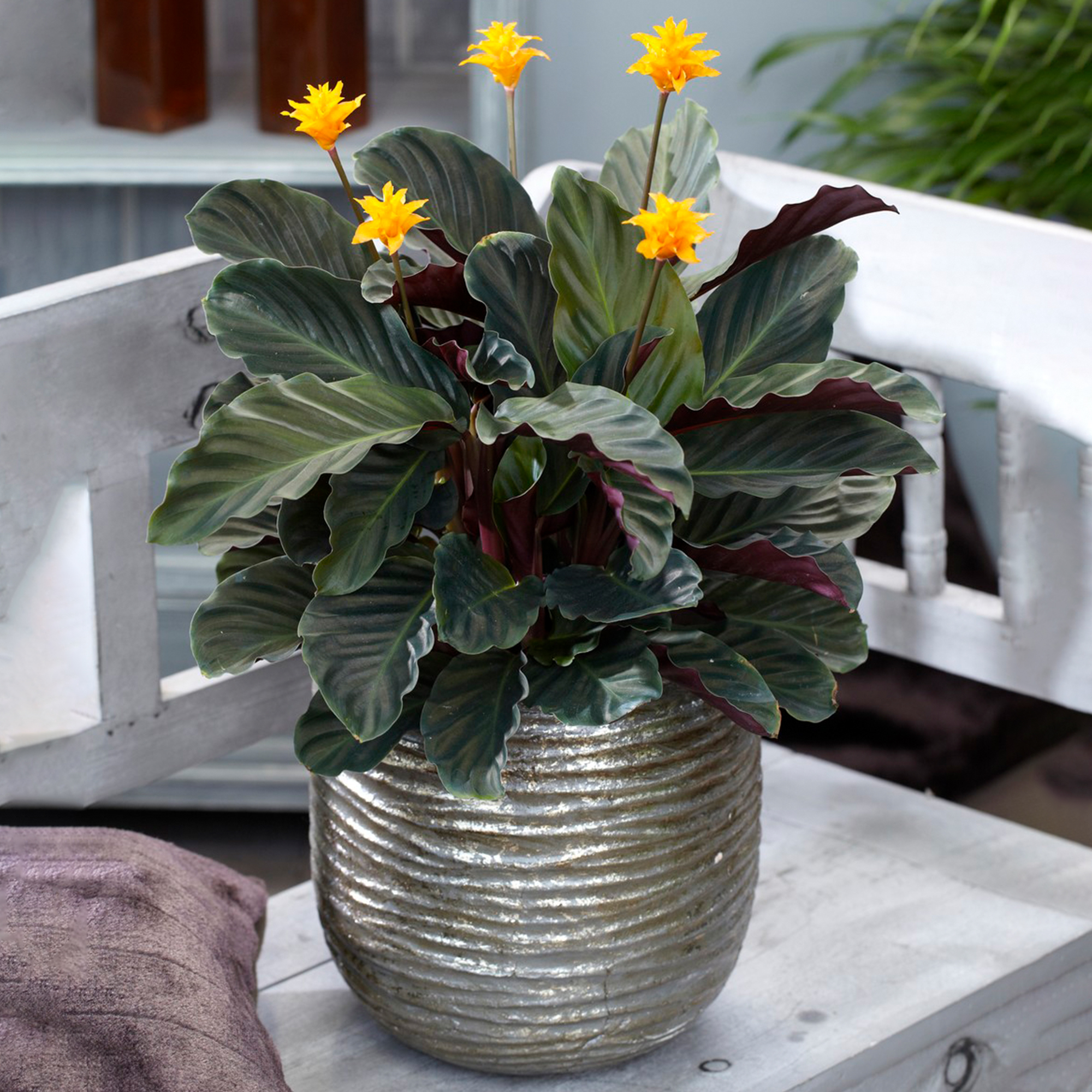 Calathea Crocata Indoor Shrub - Colourful Decorative Live Houseplant ...