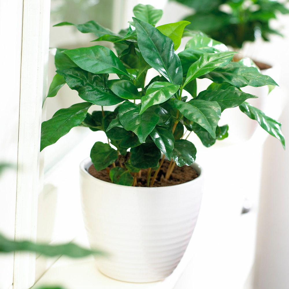 Coffea Arabica Plant - Premium 'Coffee' Decorative Indoor Houseplant ...
