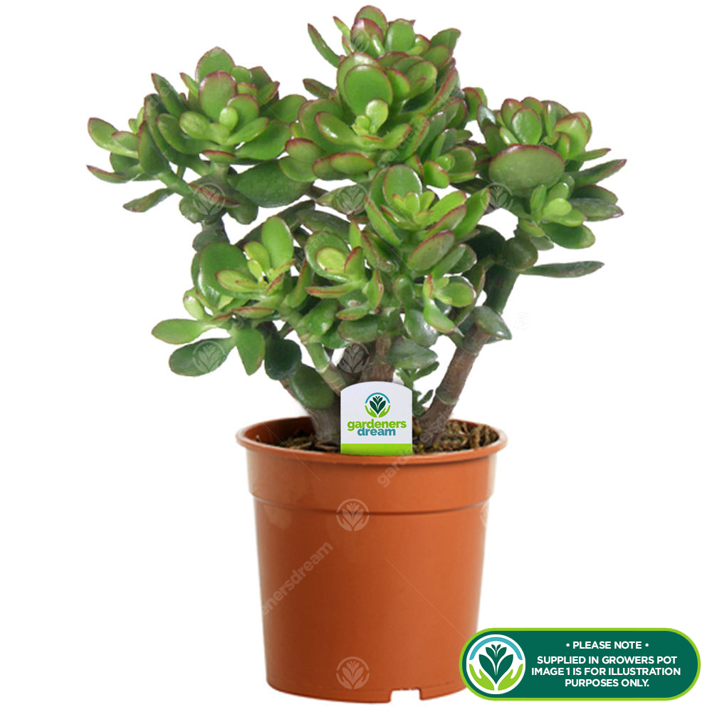 Crassula Minor Houseplant - Live Decorative Indoor 'Jade Money' Plant ...