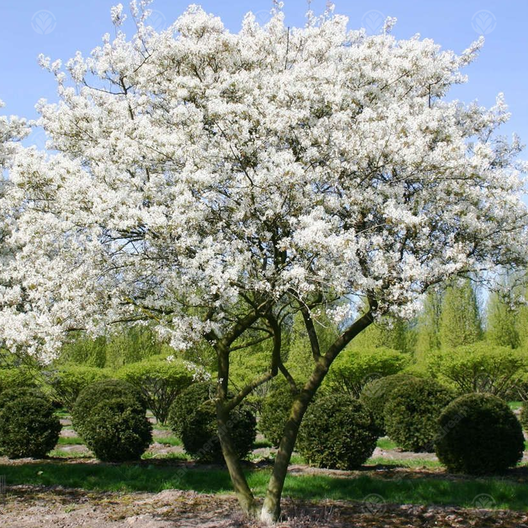 Amelanchier Lamarckii Snowy Mespilus