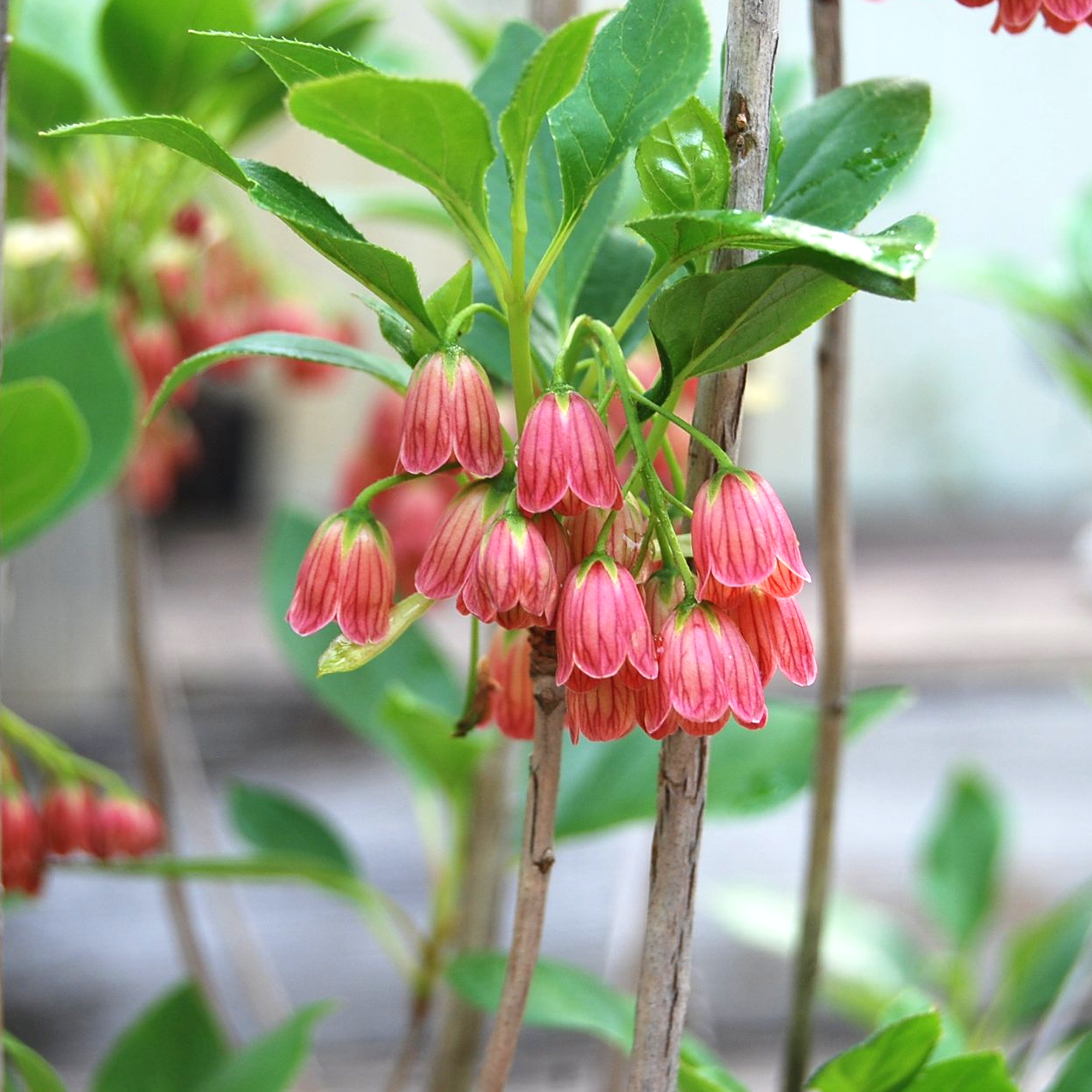 Enkianthus campanulatus 'Red Bells' Deciduous Hardy Shrub Plant | 9cm ...