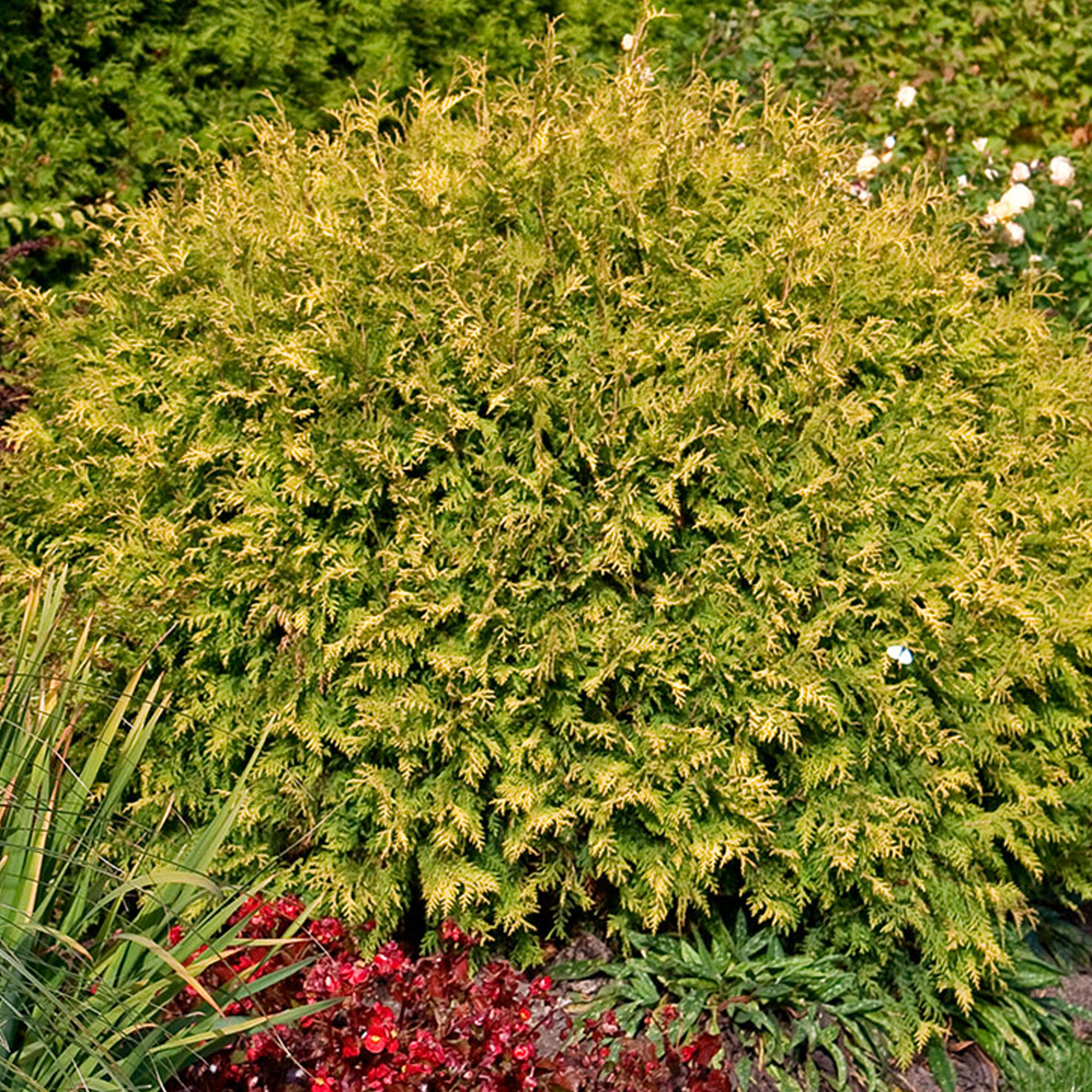 Thuja Occidentalis