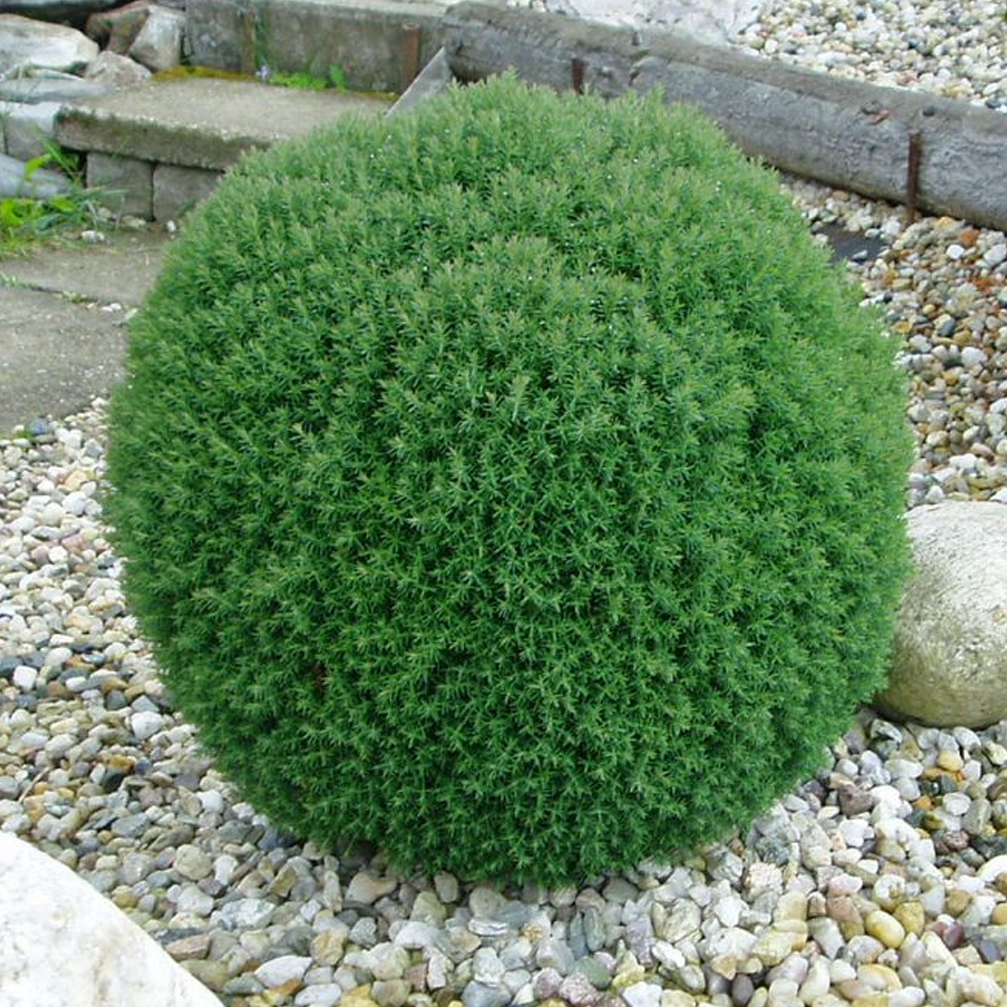 Thuja Occidentalis 'teddy' White Cedar Evergreen Garden Conifer Plant 6A1