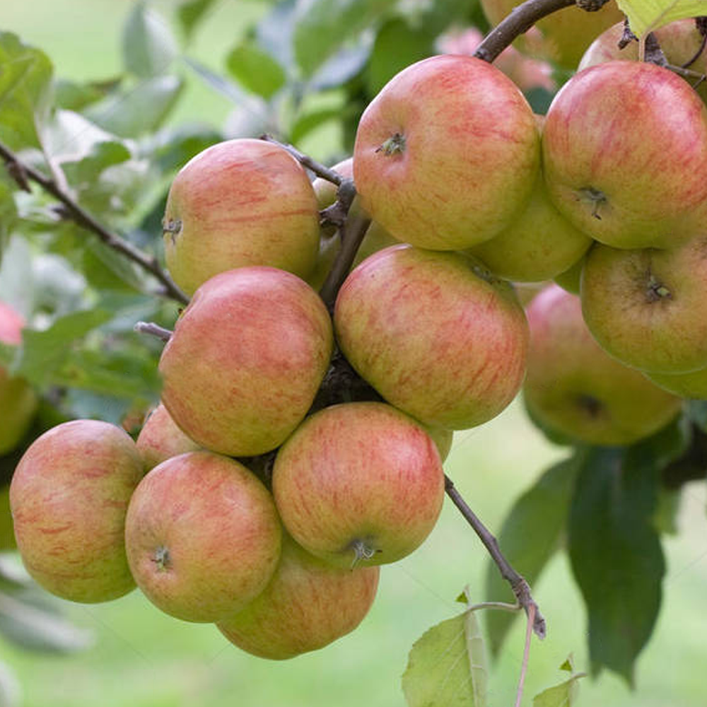 Malus domestica 'Pixie' | Garden Pixie Apple Tree | Outdoor Fruit Tree ...