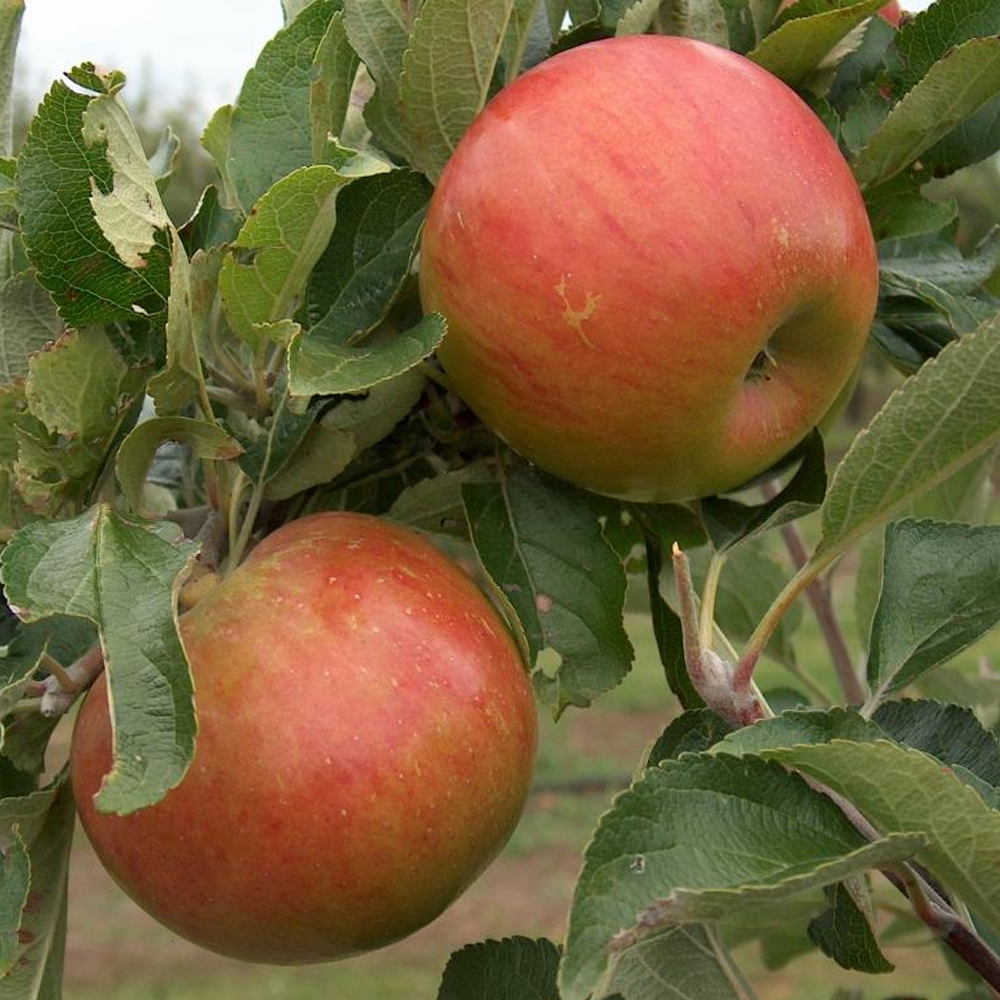 Malus domestica 'Pixie' | Garden Pixie Apple Tree | Outdoor Fruit Tree ...