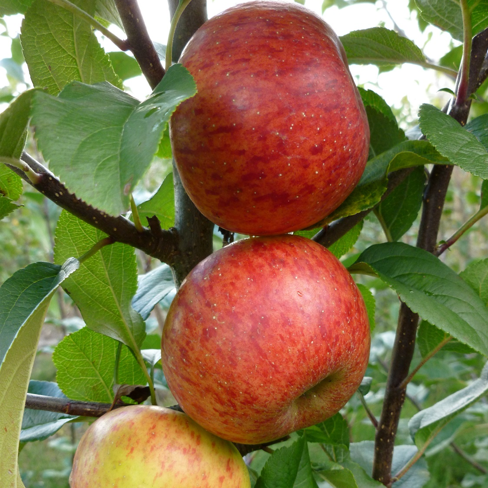 Malus domestica 'Pixie' | Garden Pixie Apple Tree | Outdoor Fruit Tree ...