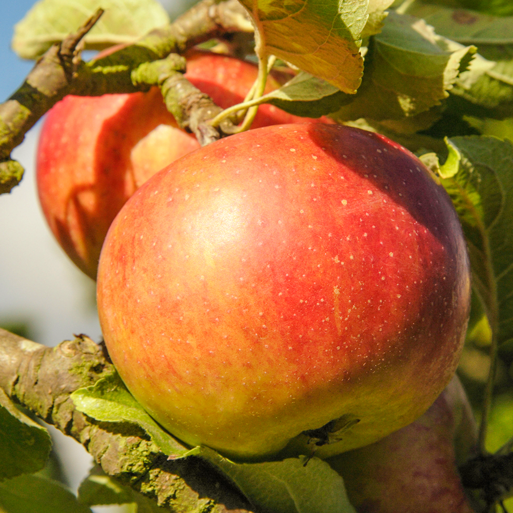 Malus domestica 'Pixie' | Garden Pixie Apple Tree | Outdoor Fruit Tree ...