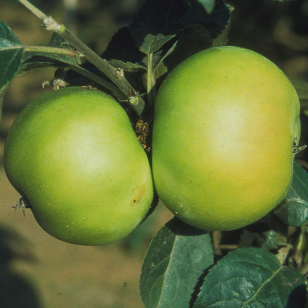 Malus domestica 'Bountiful' | Eating Apple Tree | Premium Fruit Tree ...