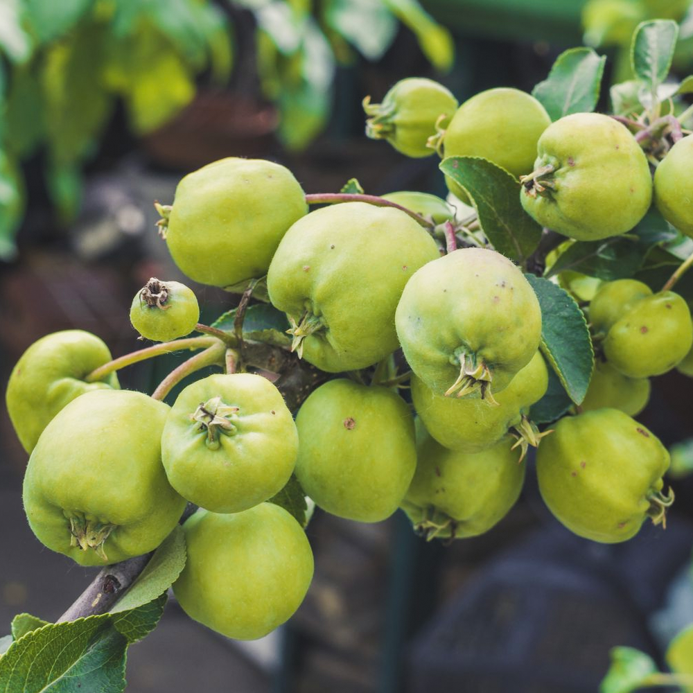 Malus domestica 'Bountiful' | Eating Apple Tree | Premium Fruit Tree ...