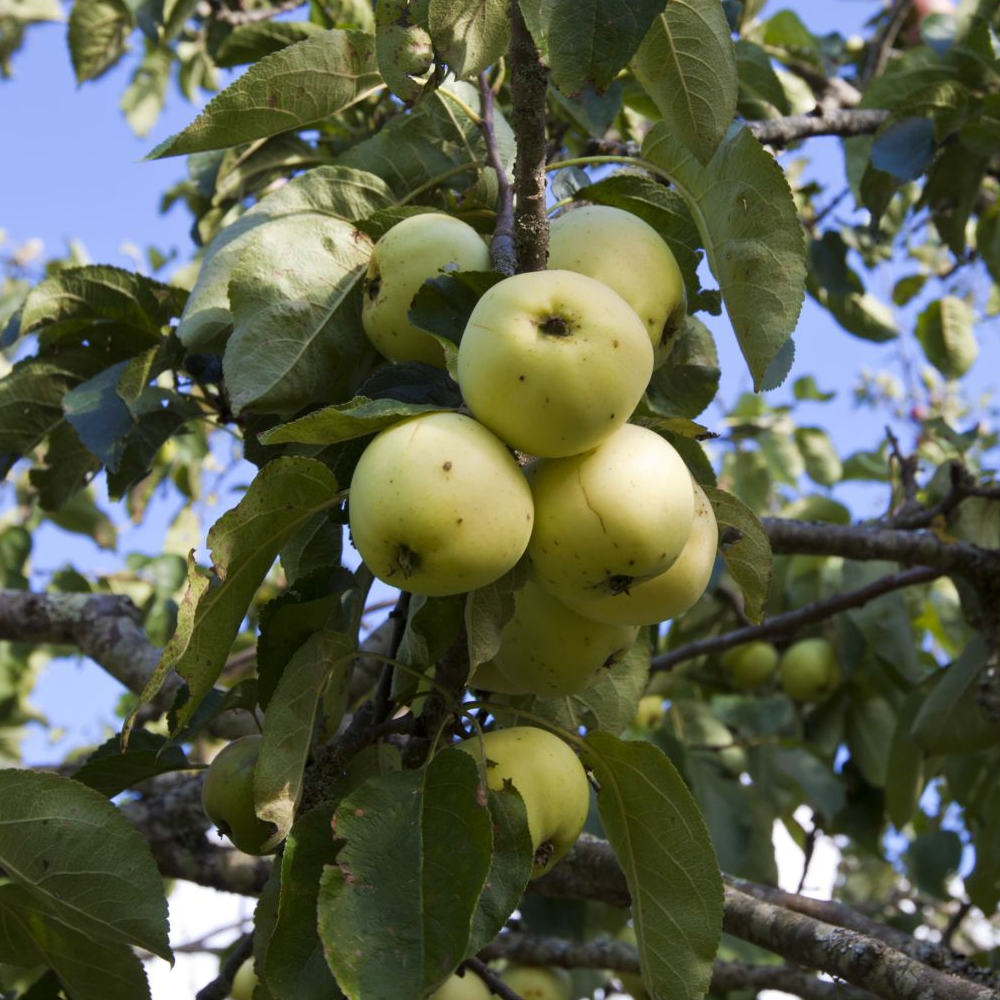 Malus domestica 'Bountiful' | Eating Apple Tree | Premium Fruit Tree ...