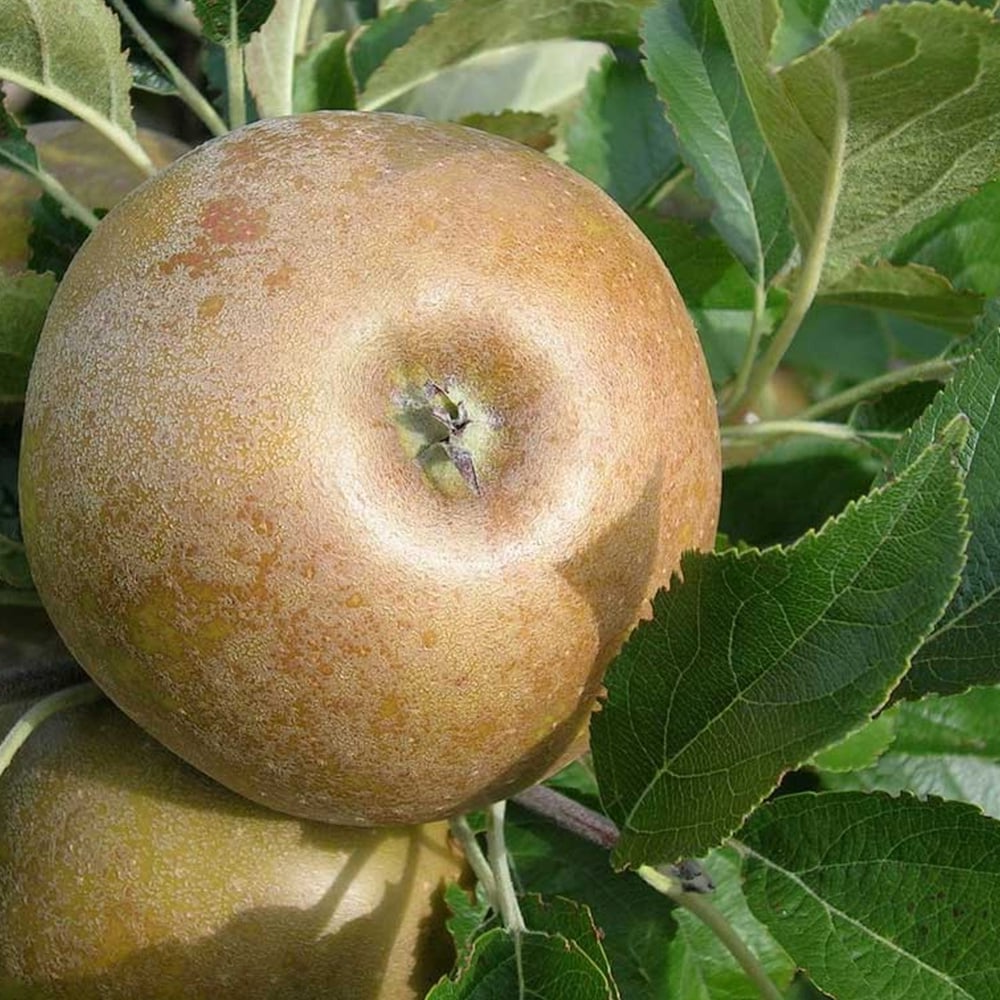 Malus domestica 'Egremont Russet' | Eating Apple Tree | Garden Fruit ...