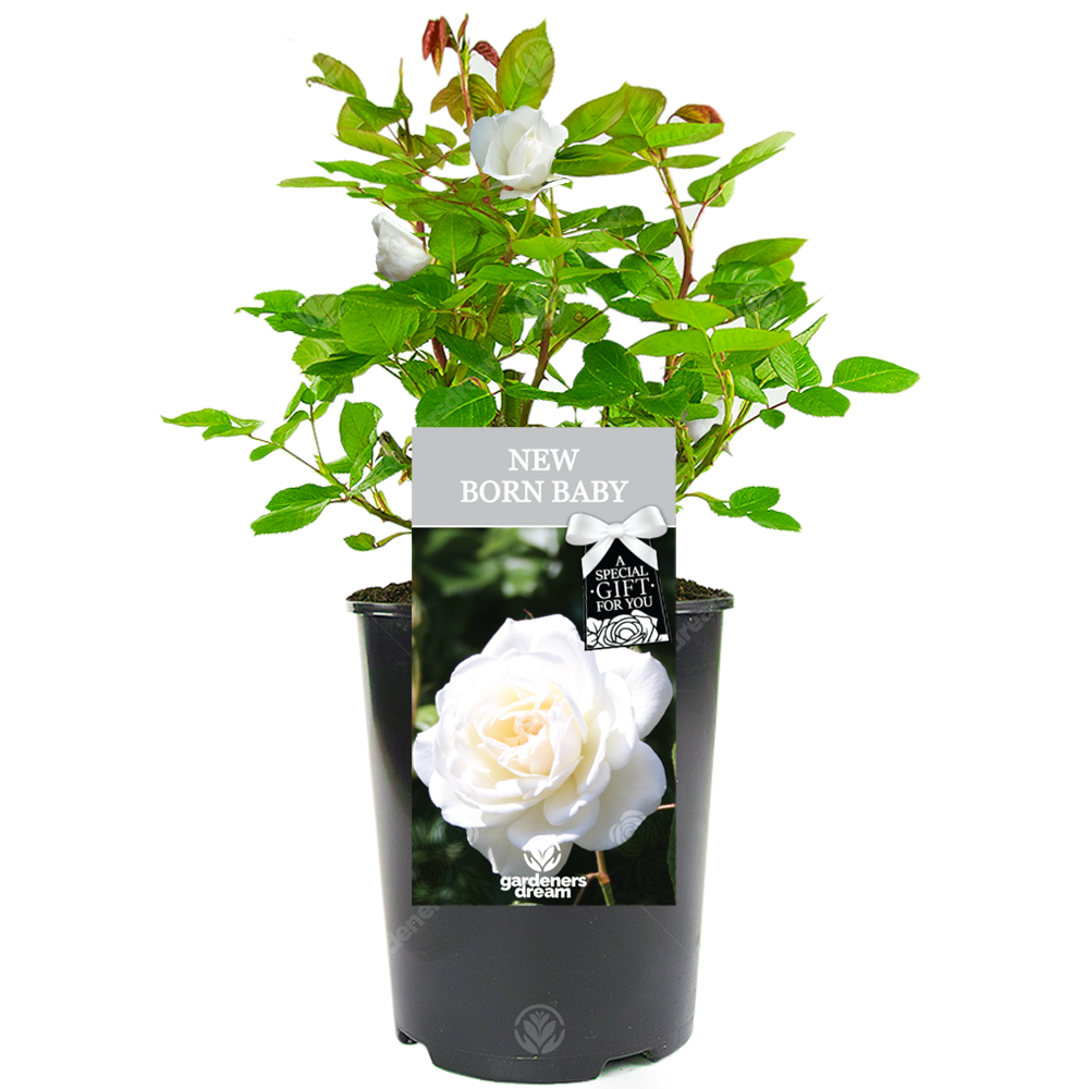 New Born Baby Rose - Gift for New Baby - Live Rose Bush Plant | eBay