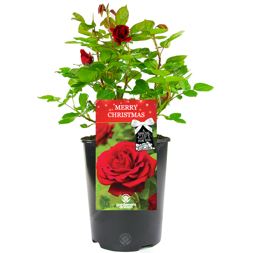 Merry Christmas Rose - Christmas Gift - Live Rose Bush Plant | eBay